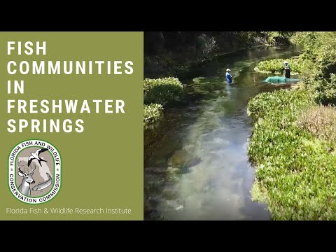 Fish Communities in Freshwater Springs