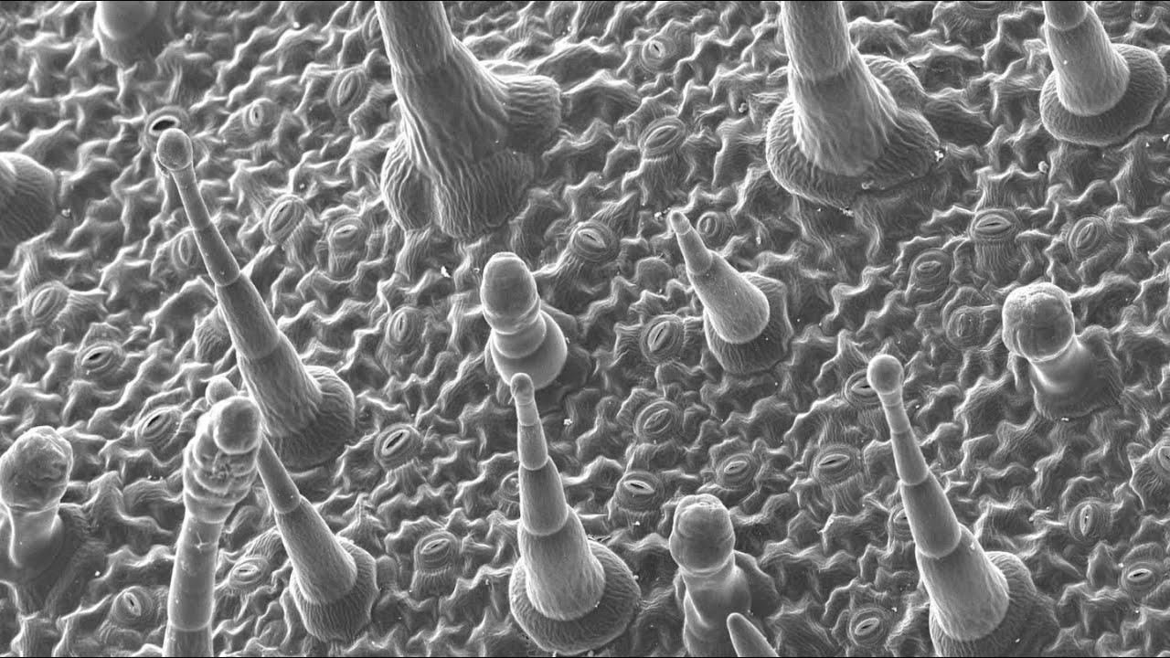 The History of Microscopy