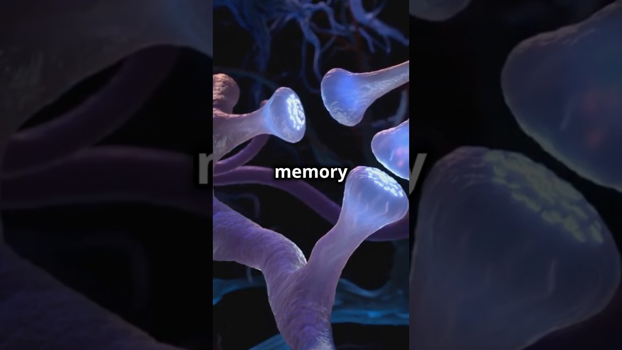 How Your Brain Stores 3 copies of Memories