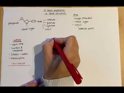 RNA Structure