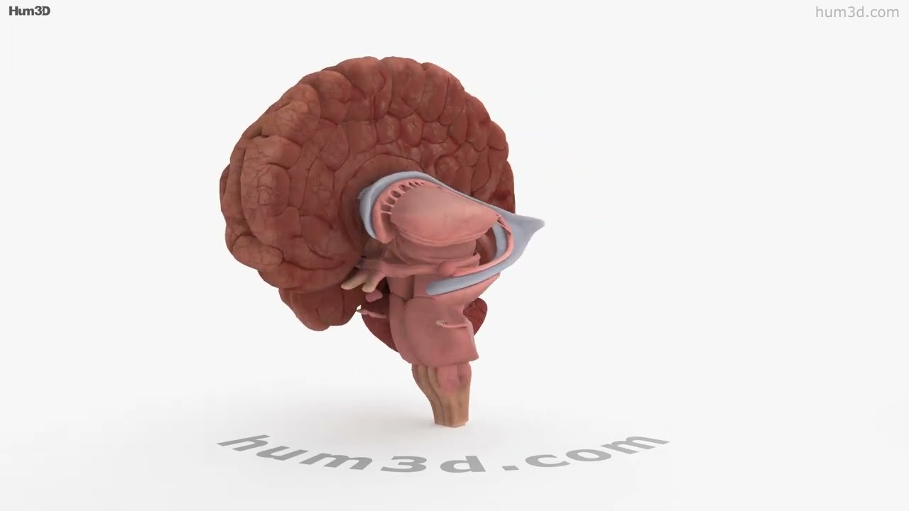 Human Brain Cross Section 3D model by 3DModels.org