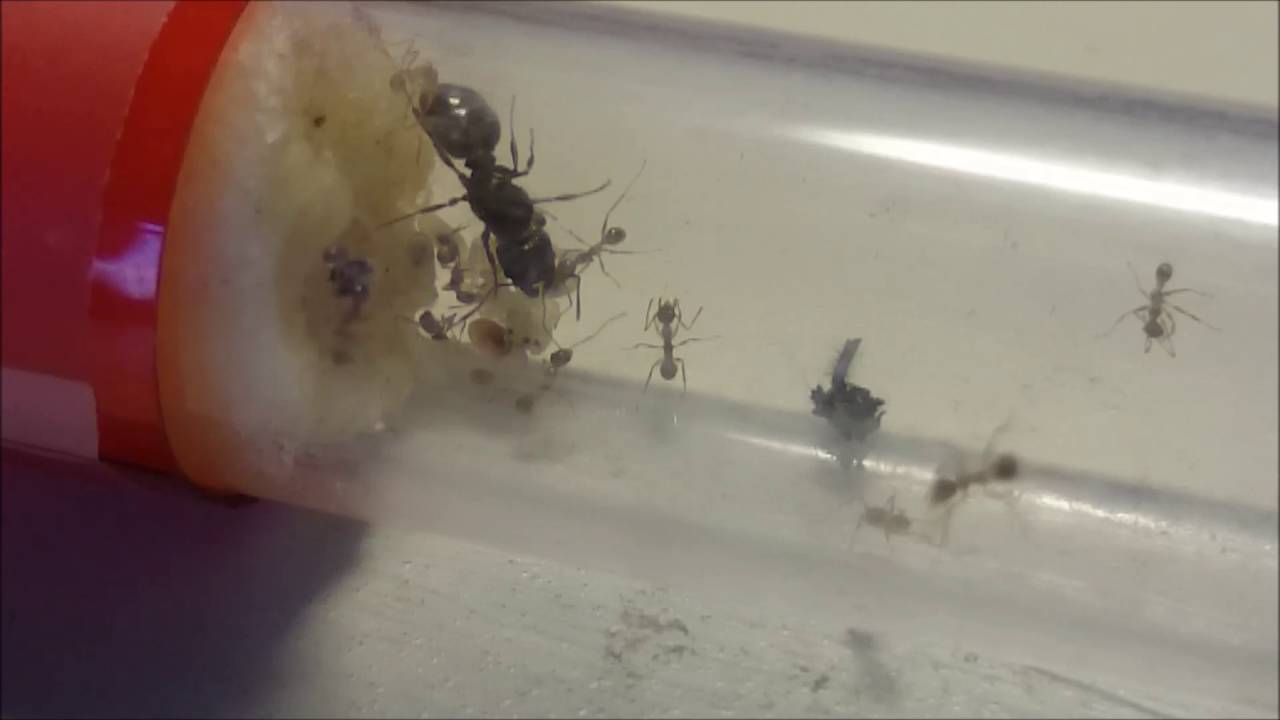 Pheidole cf  indica update