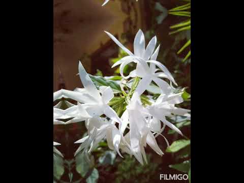 Juhi ka phool | Indian Jasmine | Indoor gardening | Green Orchard