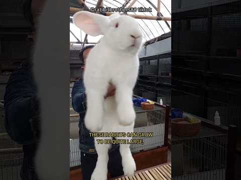 Flemish Giant Rabbit ???? The Largest Bunny in The World