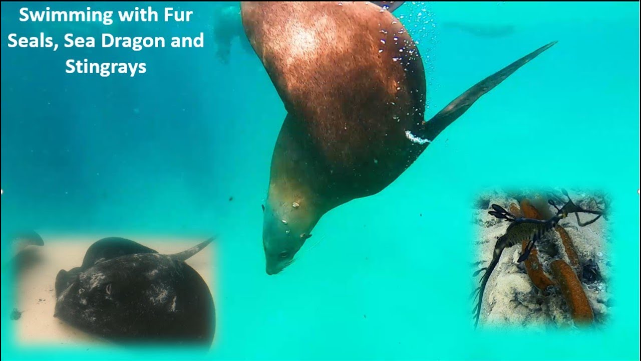 Swimming with Fur Seals, Sea Dragon and Stingrays