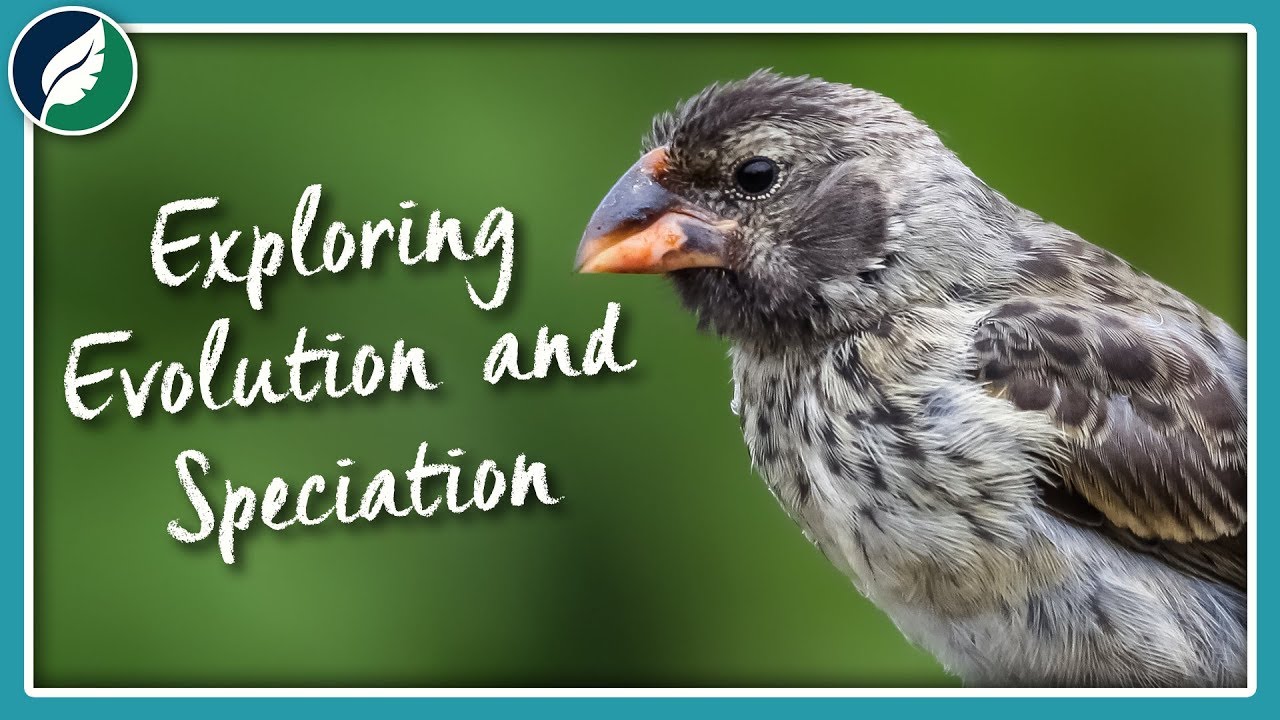 Exploring Evolution and Speciation | Compilation
