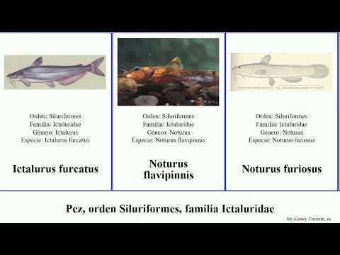 Pez, orden Siluriformes, familia Ictaluridae noturus fish melas punctatus furiosus placidus Haugen
