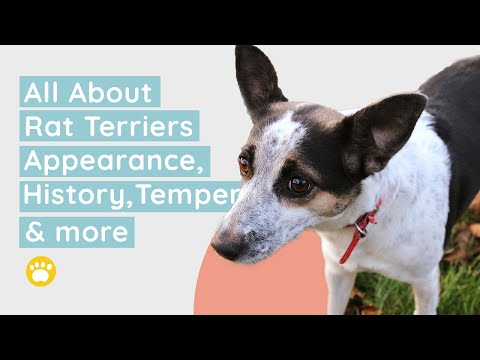 Rat Terrier History, Size or Appearance, Temperament and Training