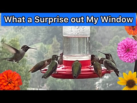 NEWS FLASH-Hummingbirds 1000’s are Now Moving South in Big Numbers DIY Hummingbird Feeder Nectar