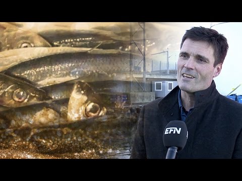 Fisk – Norges nya guld