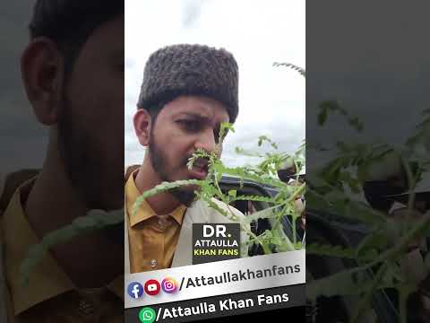 Jaundice Ke Bimari Ka Gharelu ilaj Dr. Attaullah