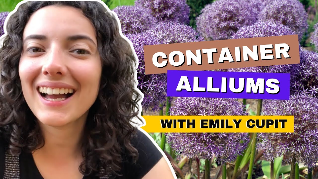 How To Grow Alliums In Pots With Emily Cupit