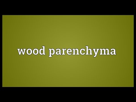 Wood parenchyma Meaning