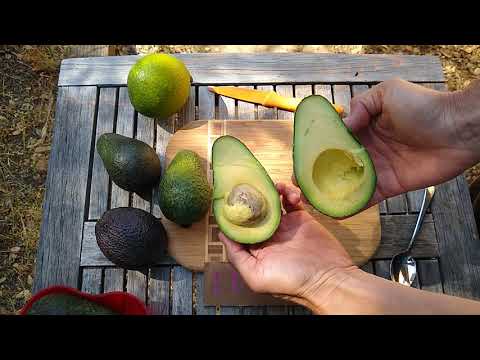 Edranol avocado: a profile