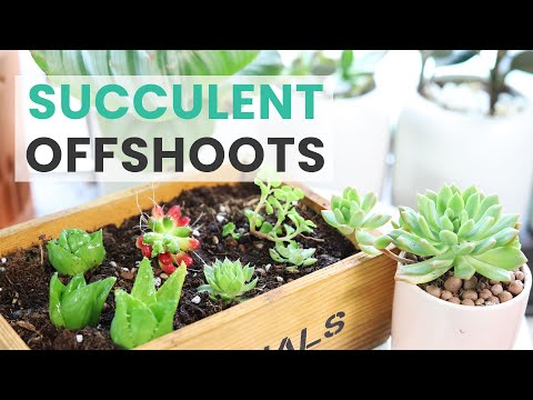 HOW TO GROW AND PROPAGATE SUCCULENT OFFSHOOTS | SUCCULENT PROPAGATION