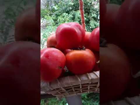 Caqui Rama Forte - Muito saboroso😋