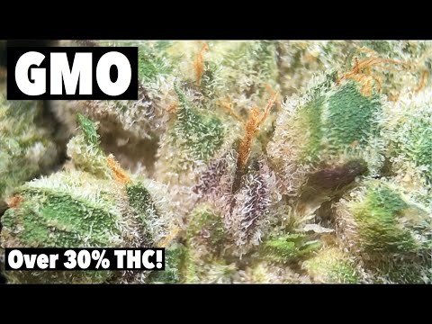 GMO WEED REVIEW (Best strain EVER!?)