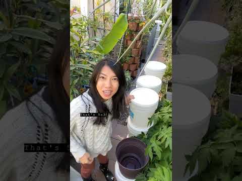 You Won’t Believe I collected This Much Rainwater Without A Penny!