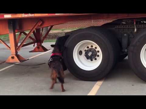 Nose Work Class at What a Great Dog! Training Center