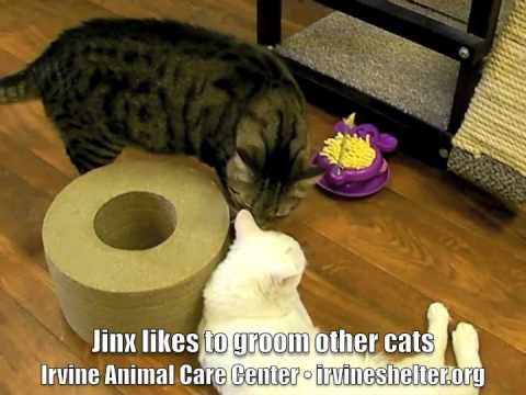 Jinx is looking for his forever home - Adopted!