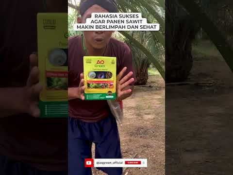 RAHASIA SUKSES!!! AGAR SAWIT SEHAT BERBUAH LEBAT DAN BERISI