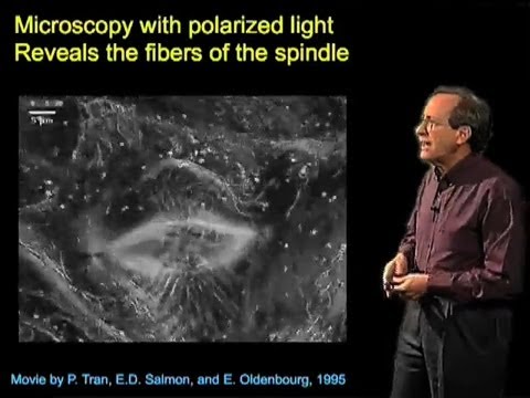 The mitotic spindle - Richard McIntosh (CU Boulder)
