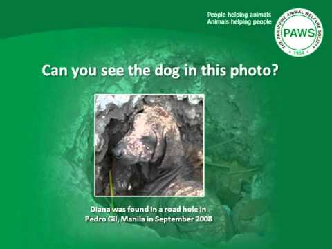 BE A SUPPORTING MEMBER: Help PAWS help animals in need
