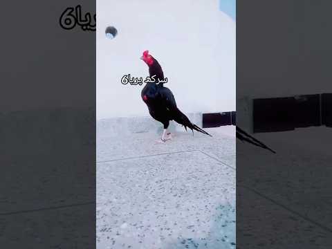 amba bolt name aseel murga video#aseelmurga #aseel lover@#birds plannet Ahsan asif #youtubeshorts