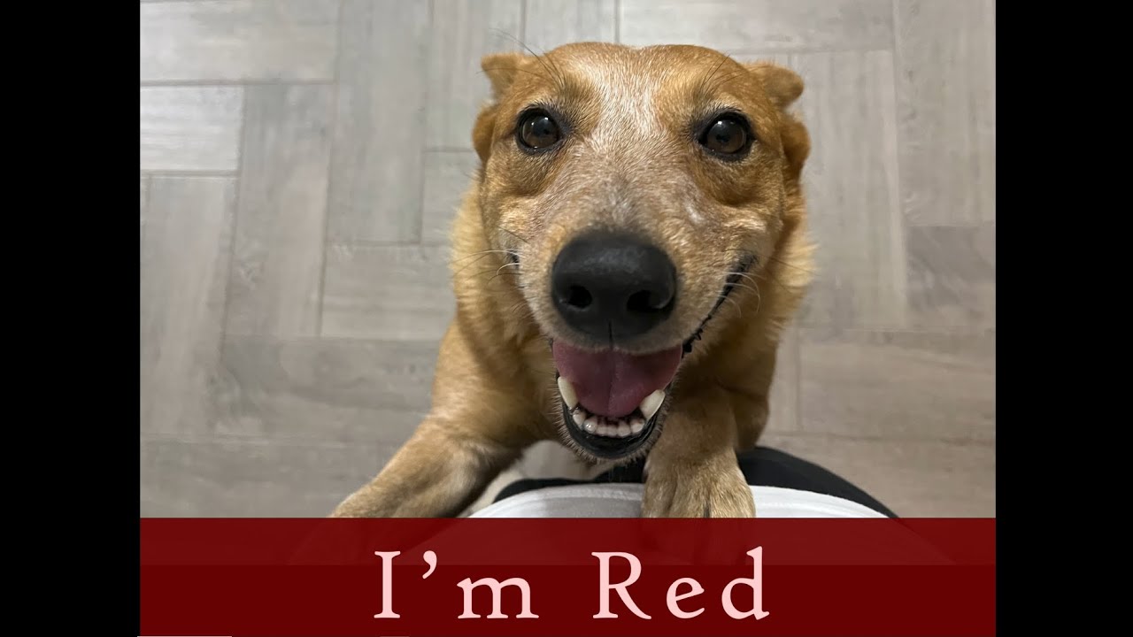 Red ACDRA--ADOPTED!