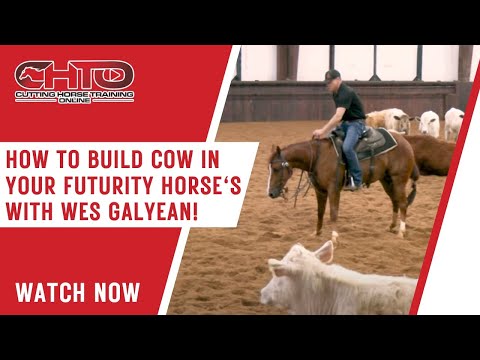 How To Build Cow In Your Futurity Horse's With Wes Galyean!