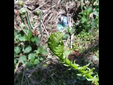 Spring Fiddlehead Harvest - Identifying a Tasty and Tempestuous Treat