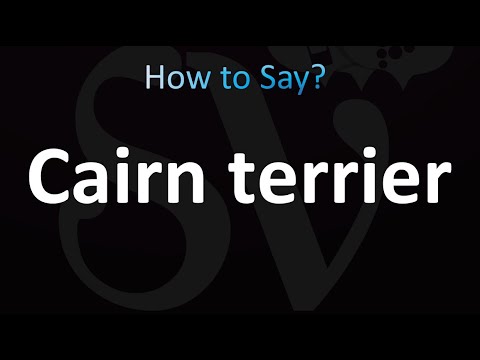 How to Pronounce Cairn terrier (correctly!)