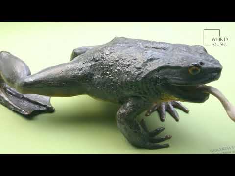 Goliath Frog | The Goliath Frog is the largest frog in the world!”