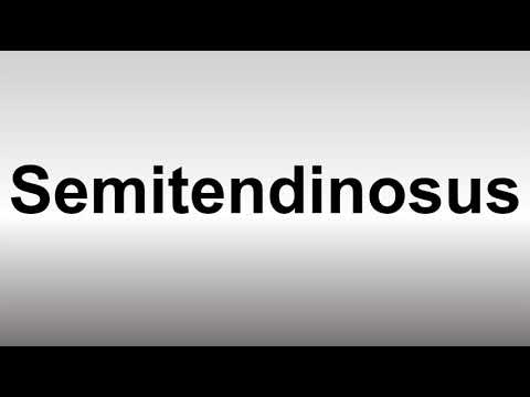 How to Pronounce Semitendinosus