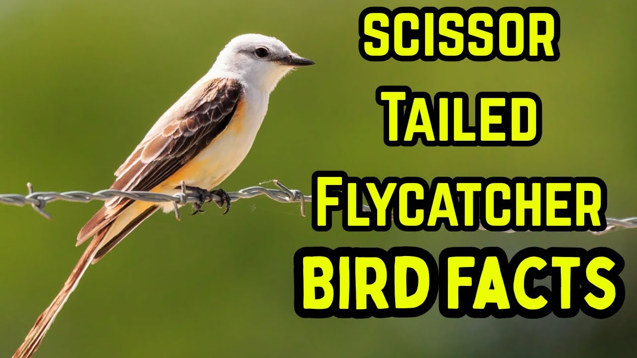 Scissor-tailed Flycatcher – Behavior, Habitat & the Bird with the Incredible Tail | Mini Documentary