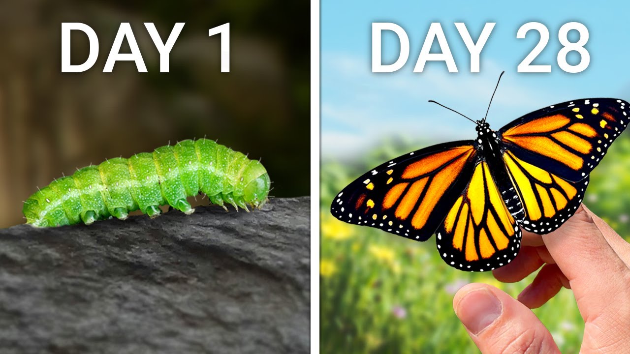 I Tried to Raise a Pet Butterfly