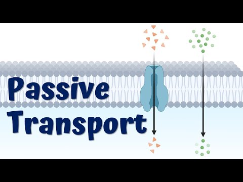Passive Transport Animation
