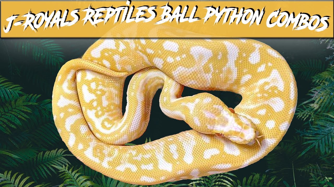 J-Royals Reptiles Ball Python Morph Combos | Jack's Reptiles