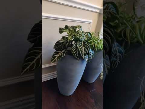 Amazon tall planter indoor/outdoor