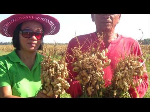 DA-RFO 02 | 2016 | Region 02 Achiever in Agriculture & Fisheries: Agricultural Researcher