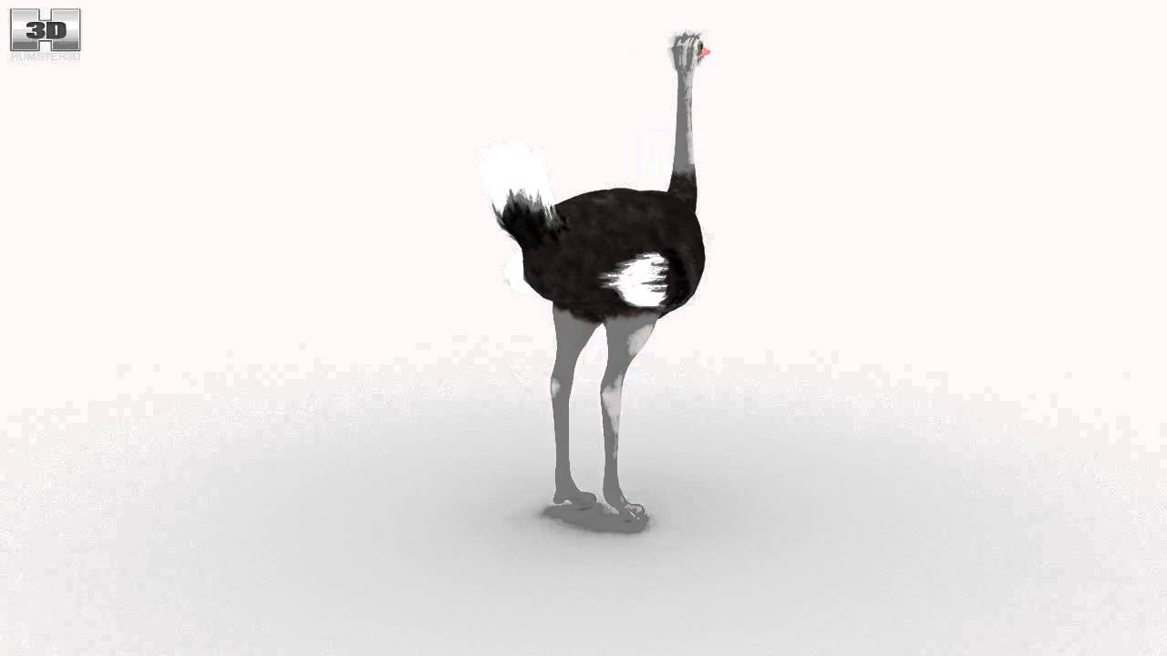 Ostrich Low Poly 3D model by 3DModels.org