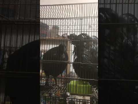 Ayam cemani hens #short #shortfeed #viral