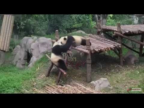 Panda Climbs Ladder - Cute Panda Video
