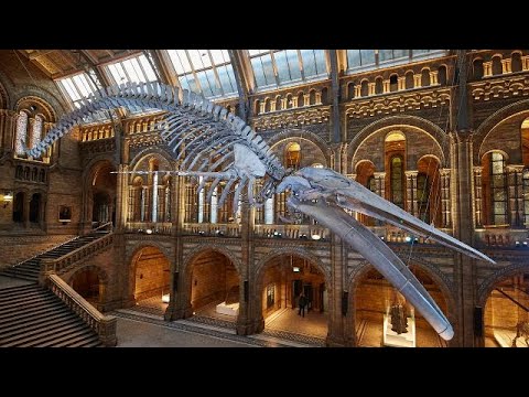 Exploring The Mysteries of The Natural History Museum UK 1080p