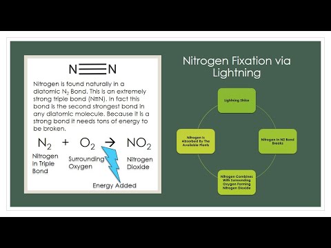 How Do Thunder and Lightning Help Plants to Grow? Nitrogen Fixation via Lightning