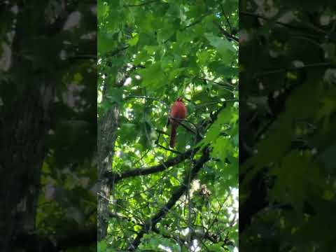 4k Cardinal Singing