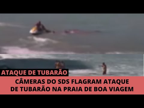 Os Dez Piores Locais de Ataque de Tubarão do Mundo - Notícias - Surfguru