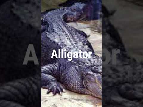 Animals name Starts with 'A'