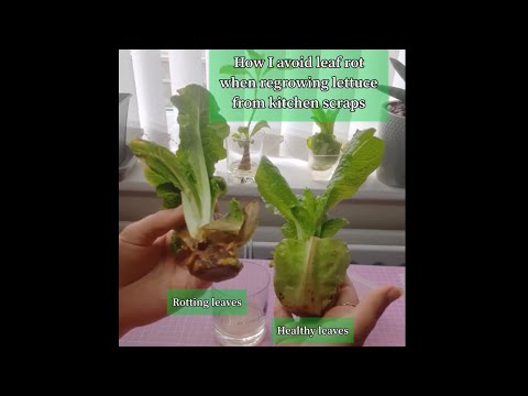 Tips on regrowing a successful lettuce | What your doing wrong!