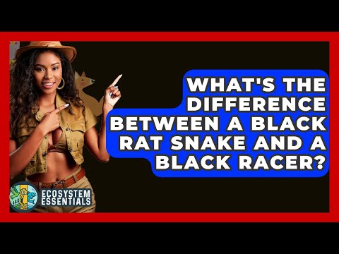 What's The Difference Between A Black Rat Snake And A Black Racer? - Ecosystem Essentials